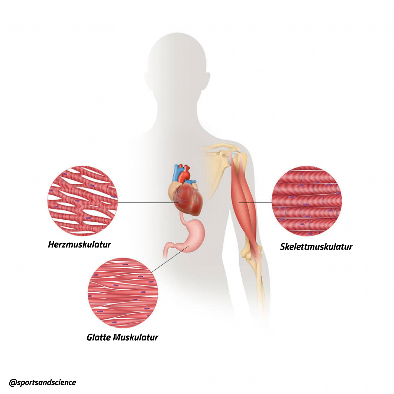 Muskelfasertypen – sportsandscience.de – Podcast, Blog, Basics