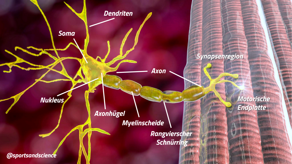 Nervenzelle – sportsandscience.de – Podcast, Blog, Basics